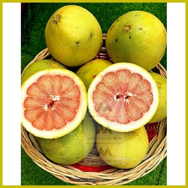 ∆ GRAFTED Dwarf Pomelo/Suha Davao pink Variety | Shopee Philippines