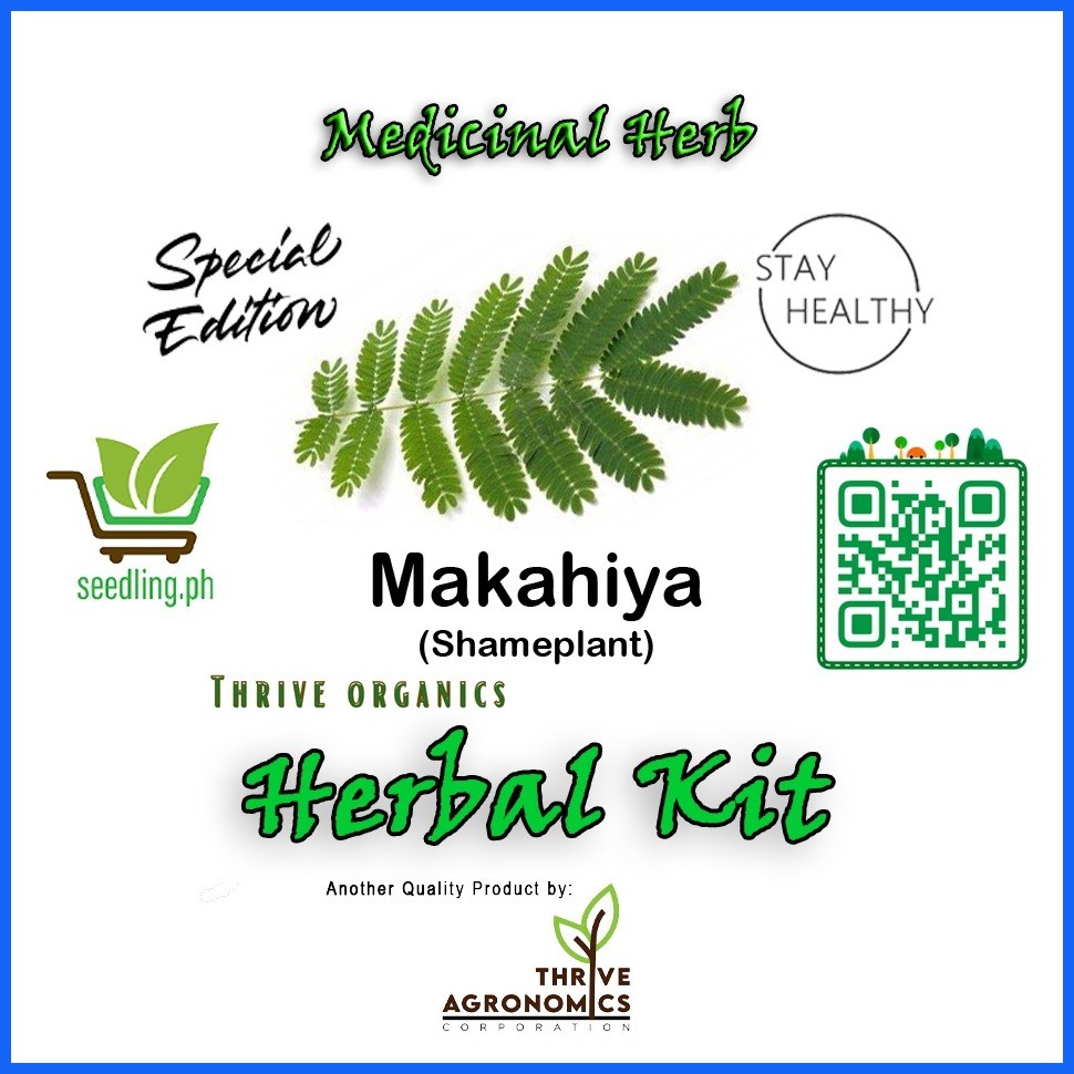 Makahiya Shameplant Herbal Kit Grow Kit Seedling Kit Starter Kit Planting Kit Thrive Agronomi ...