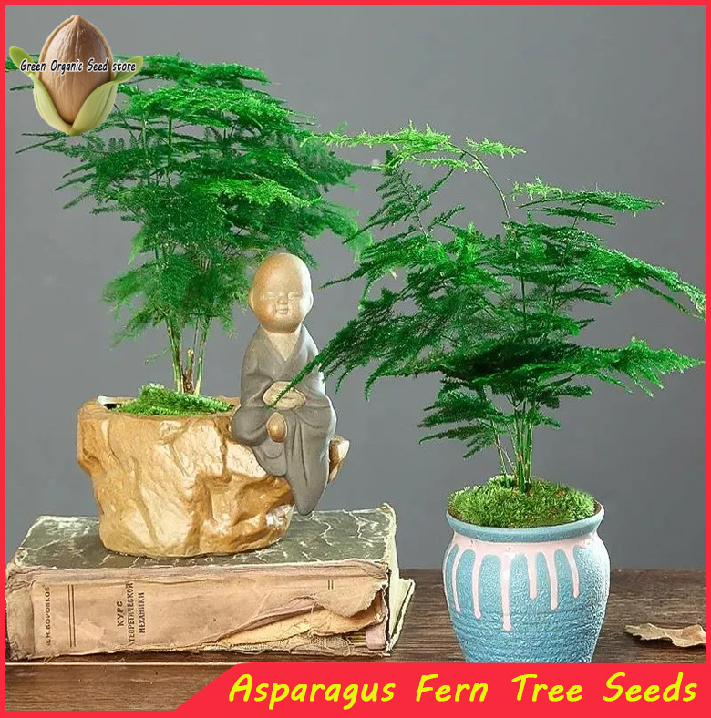 20/30/50 Seeds Asparagus Fern Tree Seeds-Bonsai Seeds for Gardening ...