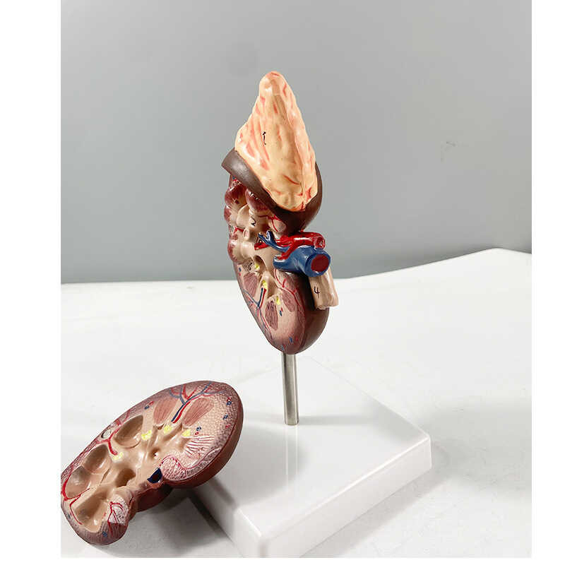 Of Human Production Kidney Structure Adrenal Model Urology Medical ...