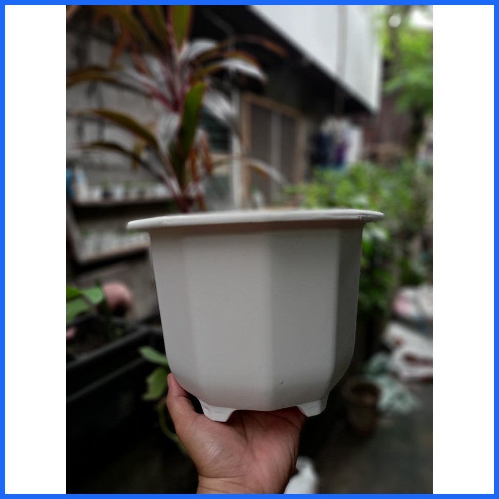 ↓ Polygon Pots (with measurement) | Shopee Philippines