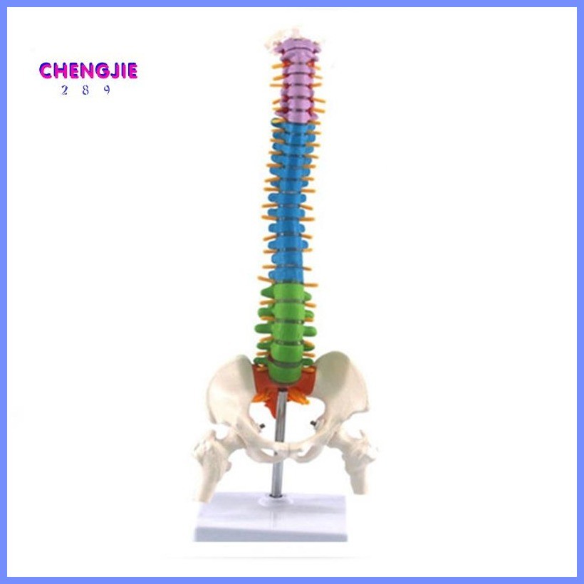 45Cm with Pelvic Human Anatomical Anatomy Spine Spinal Column Model ...