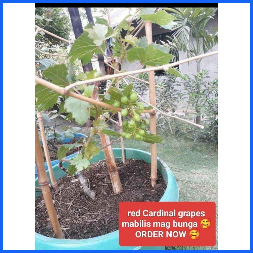 ☢ ♨ RED CARDINAL GRAPES Gamot sa cancer pwde sa paso my dahon at ugat ...