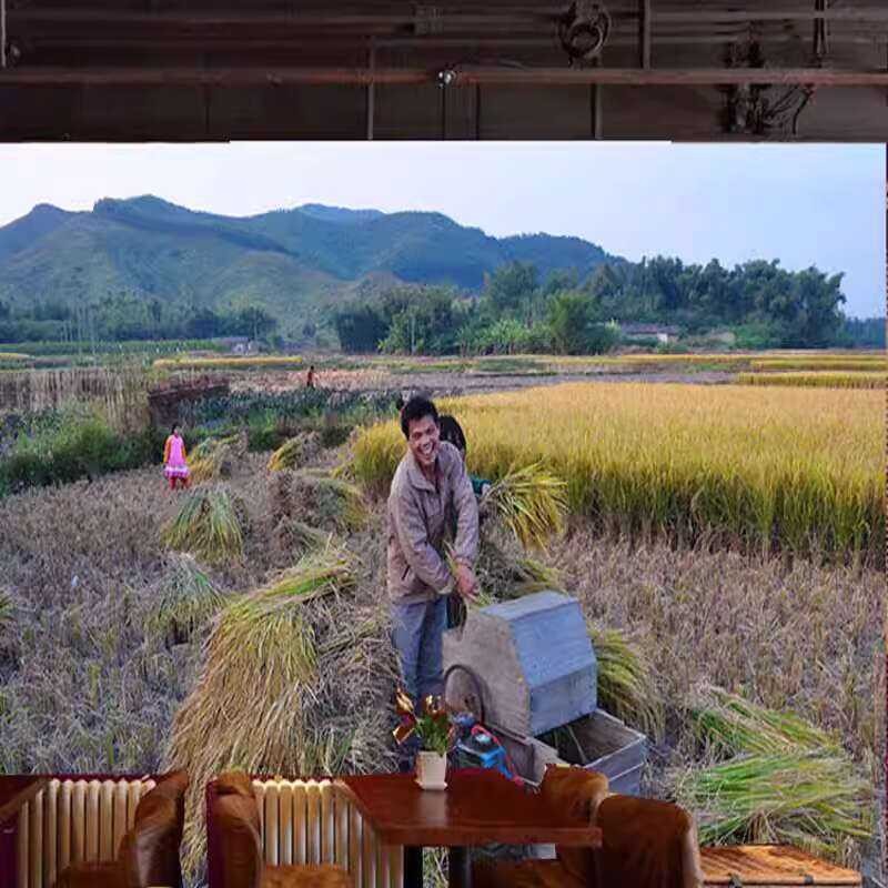 Rural Sceny Farm Harvesting Rice Wall Mural Threshing Machine Farmhouse ...
