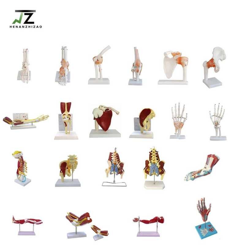 Medical Science Human Joint Skeleton Models With Muscle Human Lumbar ...