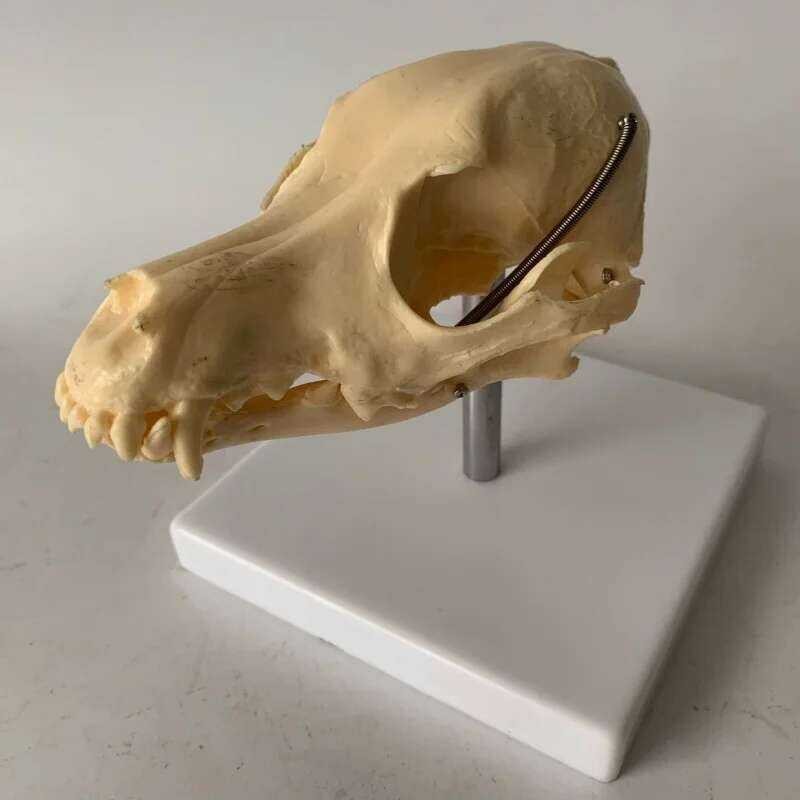 Dog Skull Dog Skull Animal Skull Small Dog Skeleton Skeleton Animal ...