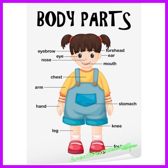 Parts of the Body / Body Parts, Laminated Educational Charts for Kids ...