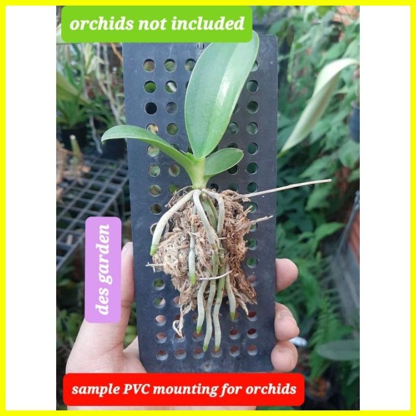 Hanging slab PVC Mounting Grid l HINDI NABUBULOK I for orchids ferns ...