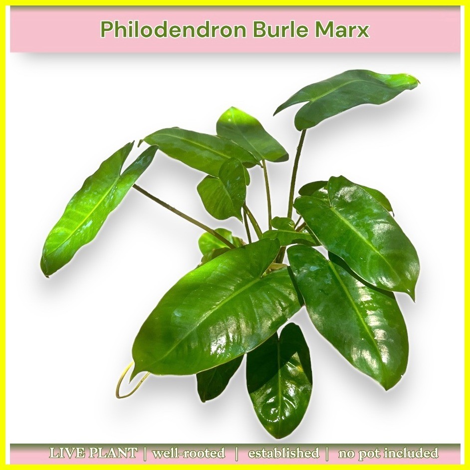 GBO Katrina: Philodendron Burle Marx Philo | Shopee Philippines