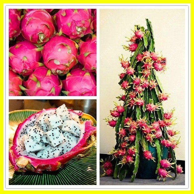 40 Pcs Pack Pitaya Seeds Red White Dragon Fruit Tree Seed for Outdoor ...
