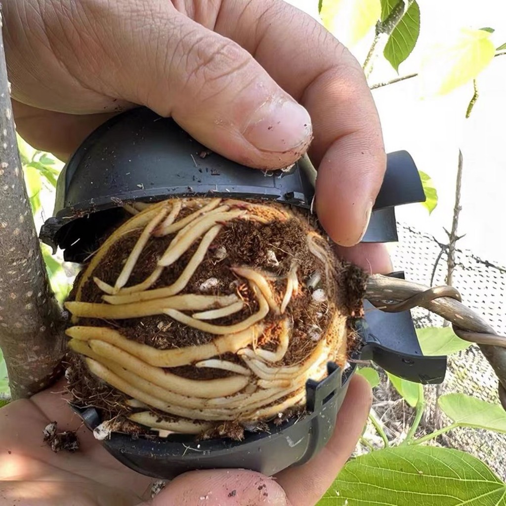 Durable Garden Tree Pressure Strip Propagation Ball - Horticultural ...