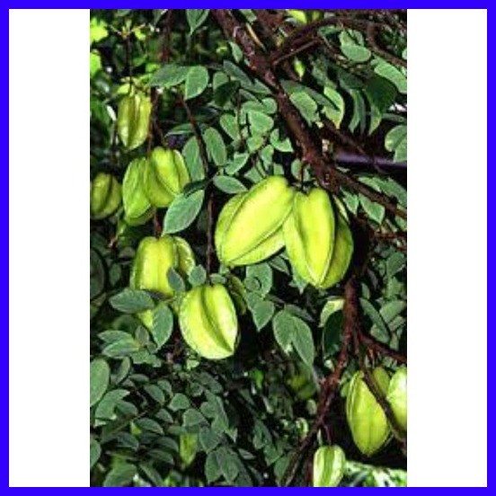 Sweet Balimbing /Sinigwelas/Kamias/ Starfruit Grafted Seedlings ...