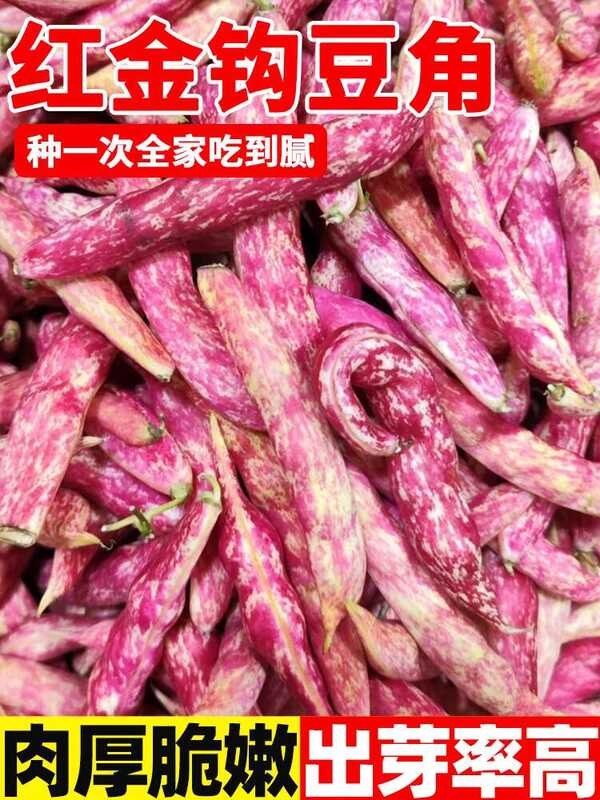 Red Golden Hook Oil Bean Seeds Northeast Bird Egg Hook Bean Frame Bean ...