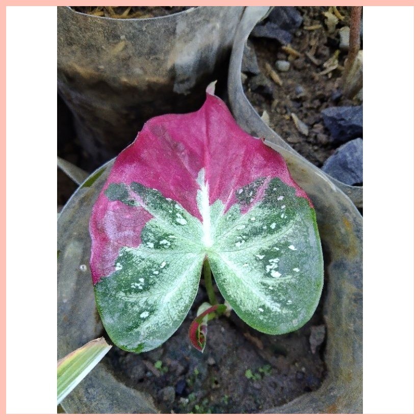 CALADIUM - LIVE PLANT | Shopee Philippines