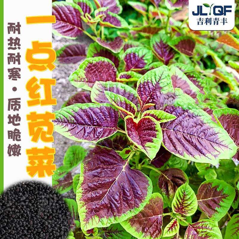 Red Leaf seeds vegetable seeds cucumber seeds for planting Amaranth ...