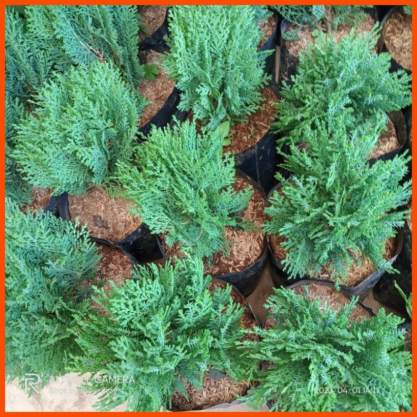 cunifer Hawaian cypress( small) garden decor | Shopee Philippines