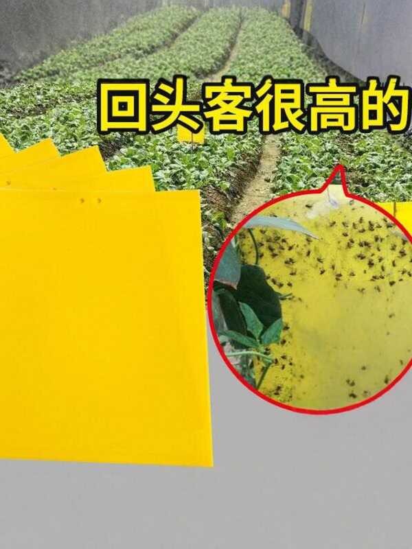 Double-Sided Sticky Insect Board for Greenhouse, Yellow Blue Orchard ...