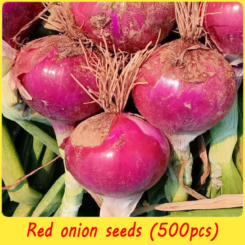500seeds/pack - sibuyas / red onion seeds -red hawk variety premium ...