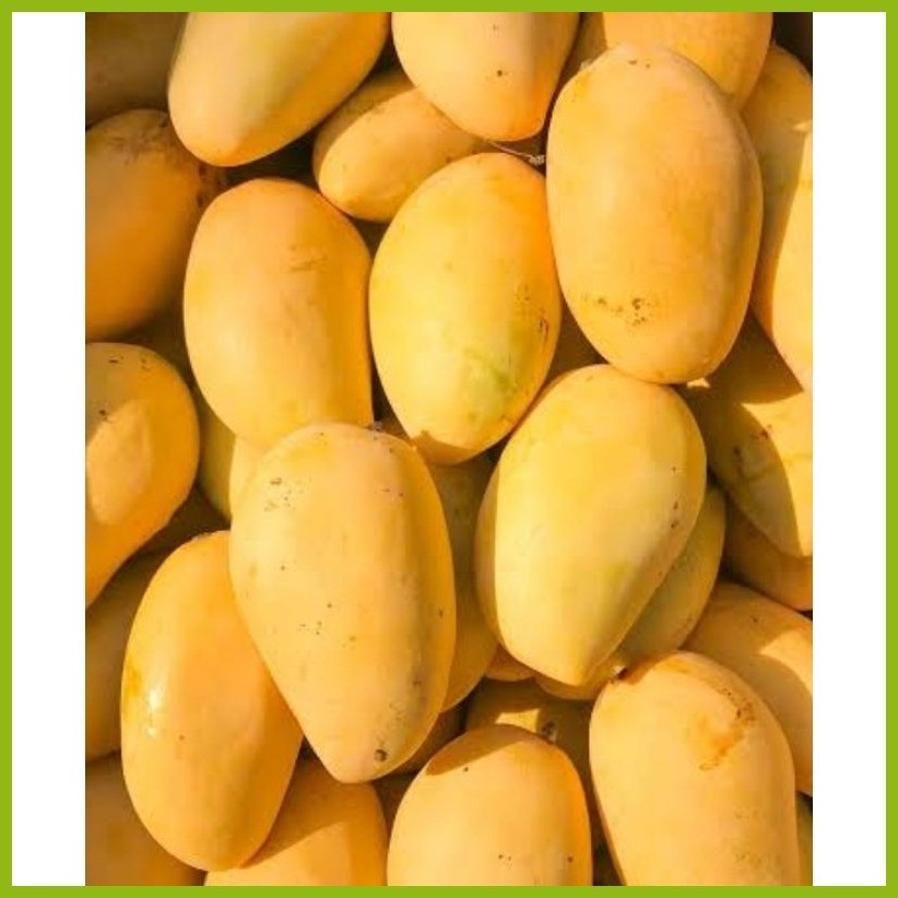 ⚽︎ Mangang Kalabaw/ Carabao Mango (Halaman na) | Shopee Philippines
