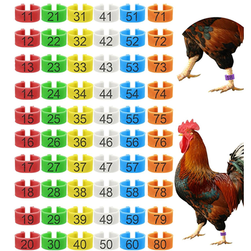 10pcs Chicken Leg Rings With 6 Colors, Chicken Leg Bands Colorful ...
