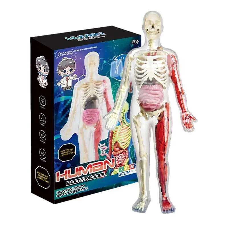 3D Human Body Torso Model Educational Assembly Early Learning DIY Kids ...
