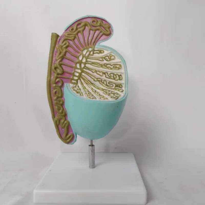 Human Testis Anatomy Model Organ Anatomy Teaching Model For Family ...