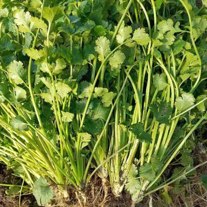 Four Seasons Cilantro Seeds Farmland Garden High Yield Large Leaf ...