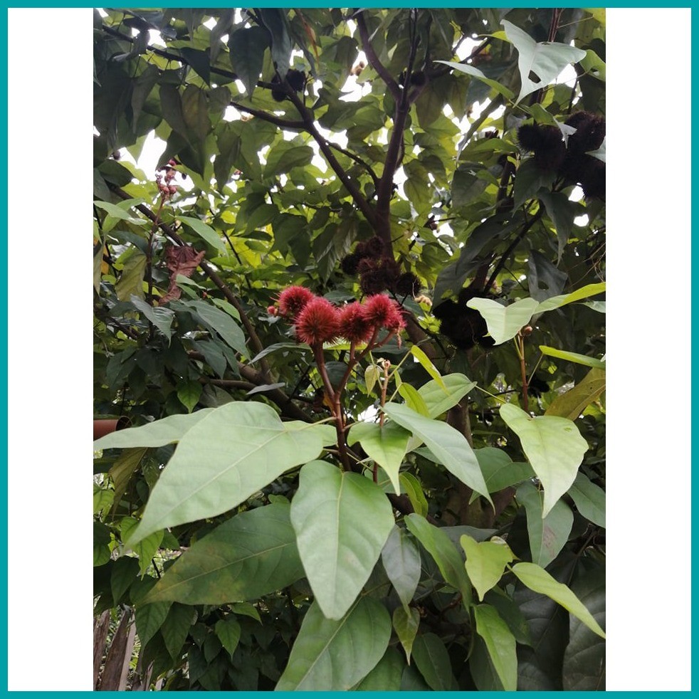 Achuete Plant Seeds / Annatto ( approx 15 seeds ) | Shopee Philippines