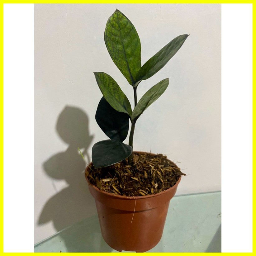 Dwarf Raven ZZ (Zenzi Zamioculcas Zamiifolia) | Shopee Philippines