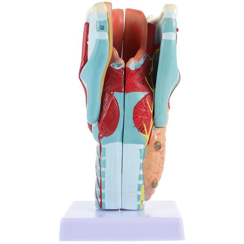 Anatomy Teaching Model Throat Anatomical Prop Human Pvc Laryngeal ...