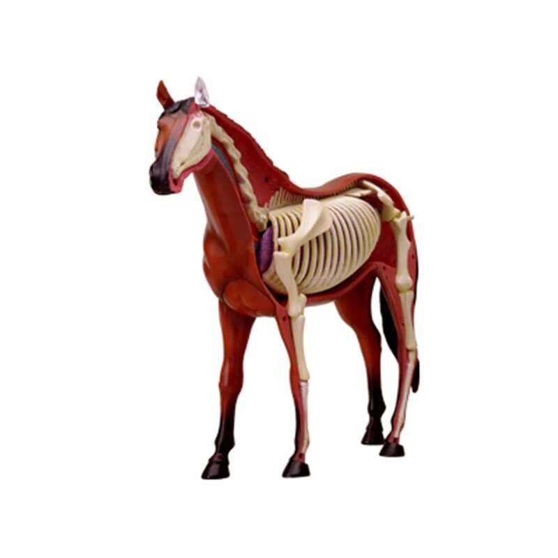 4D Vision Anatomy Horse Model PVC Simulation Animal Horse Model ...