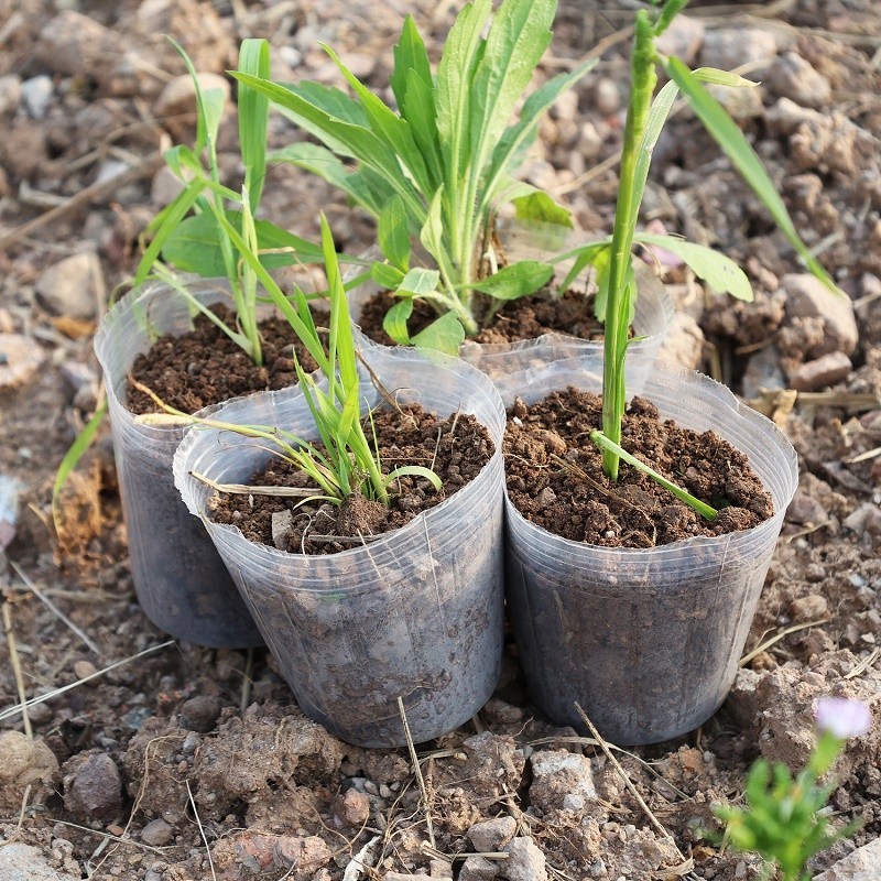 10Pcs Reusable Nursery Pot Transparent Plant Seedling Grow Nutrition ...