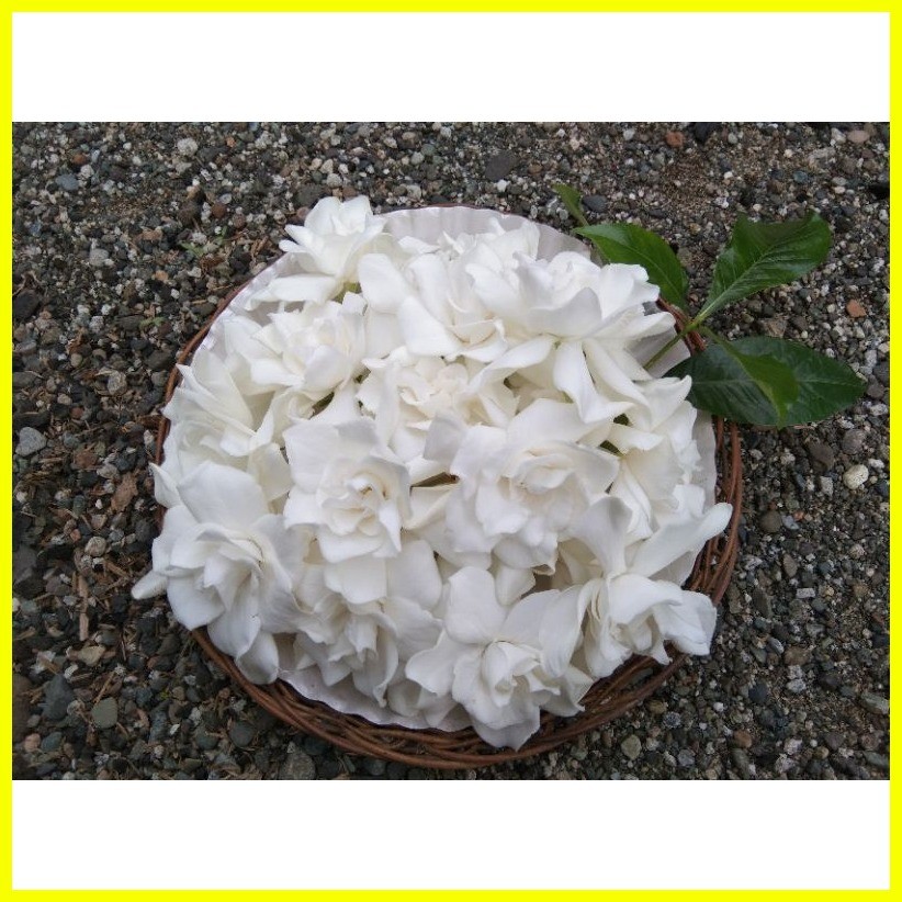 Rosal Plant (with roots) | Shopee Philippines
