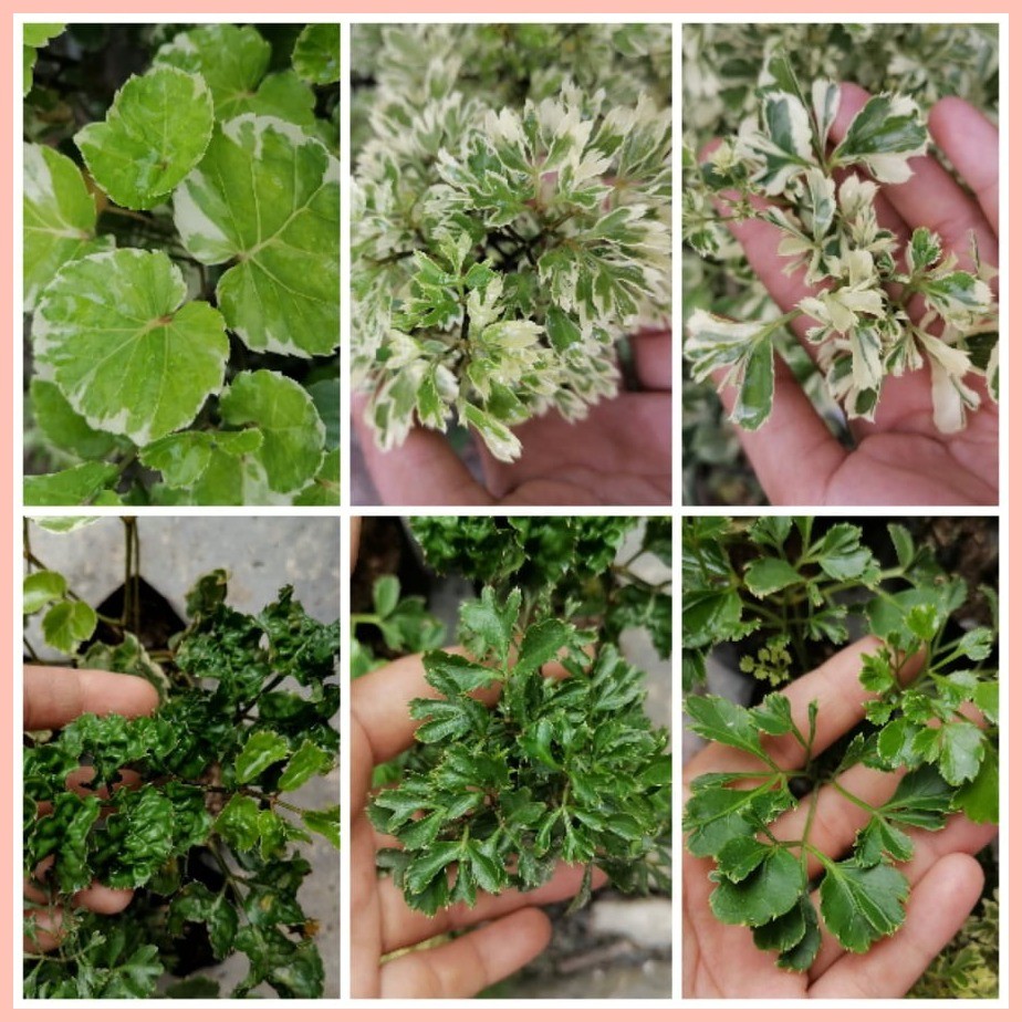 Papua plant/ Aralia (7 Varieties, roots and soil intact) | Shopee ...