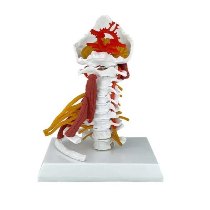 Cervical Vertebral Artery With Neuromuscular Model (Advanced Model ...