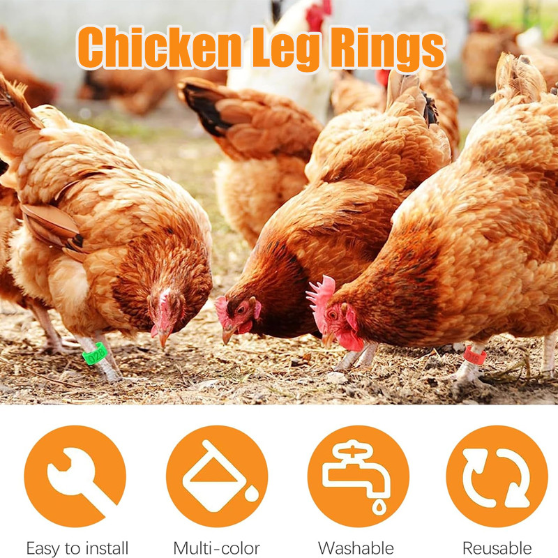 10pcs Chicken Leg Rings With 6 Colors, Chicken Leg Bands Colorful ...