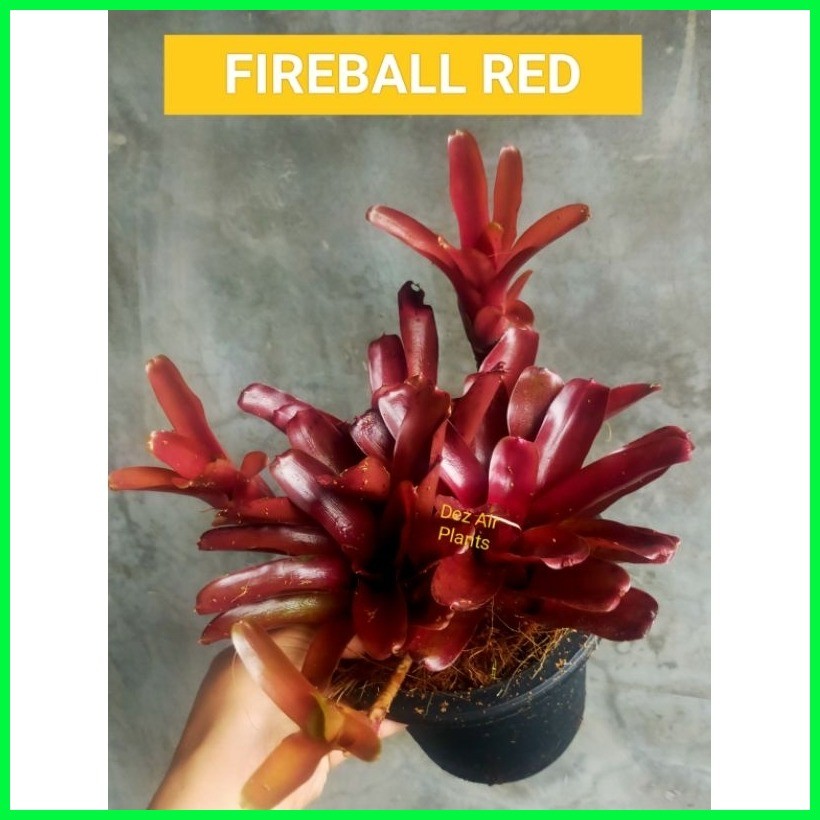 MULTIPLE FIREBALL -Mini Bromeliads Outdoor Plants | Shopee Philippines