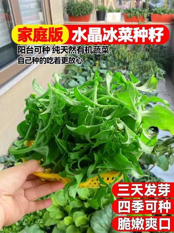 Crystal Ice Seeds Balcony Potted Vegetable Seeds Collection Four ...