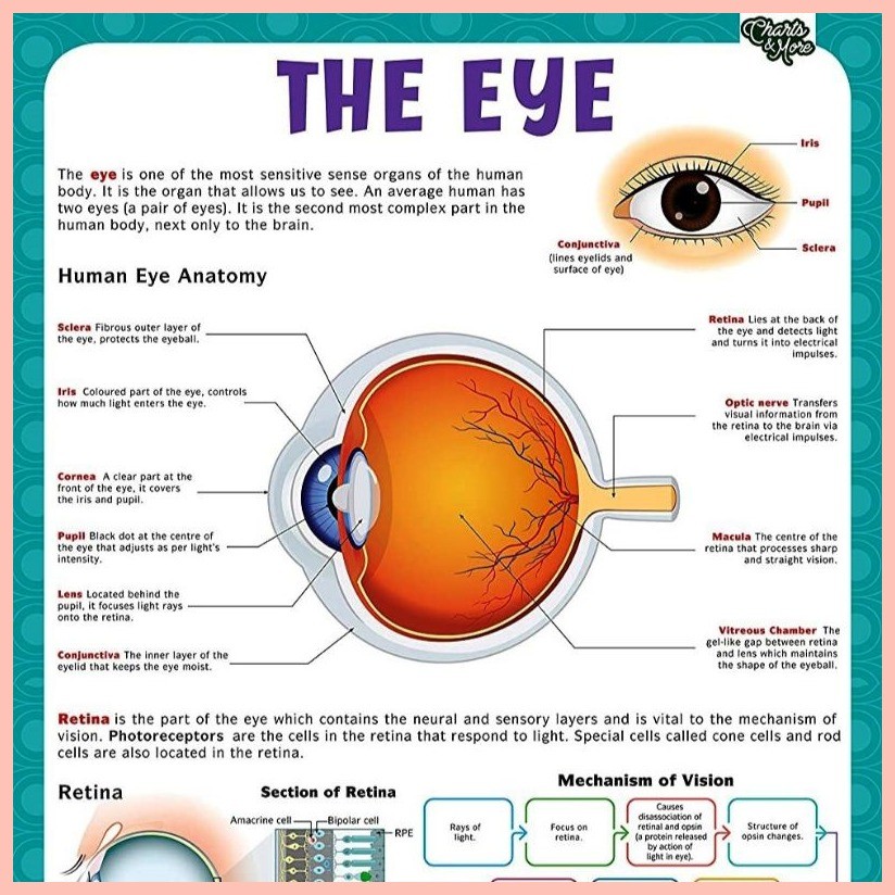 ⋝ Laminated Human Body/Parts Chart | A4 Size Laminated Educational Wall ...
