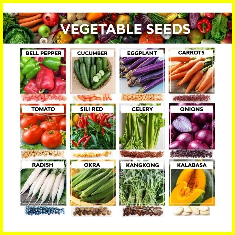 per pack Ramgo Seeds Pichay Lettuce Wansoy chives onion leaves leafy ...