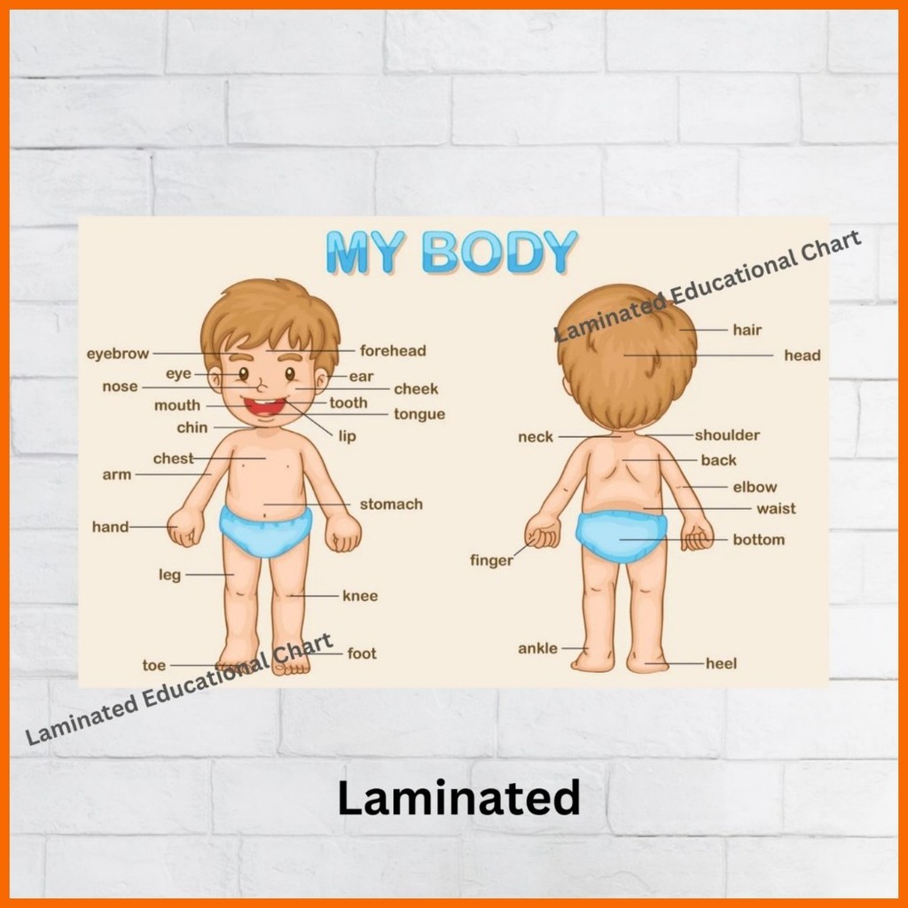 Laminated Parts of the Body Charts, Educational Charts for Kids ...