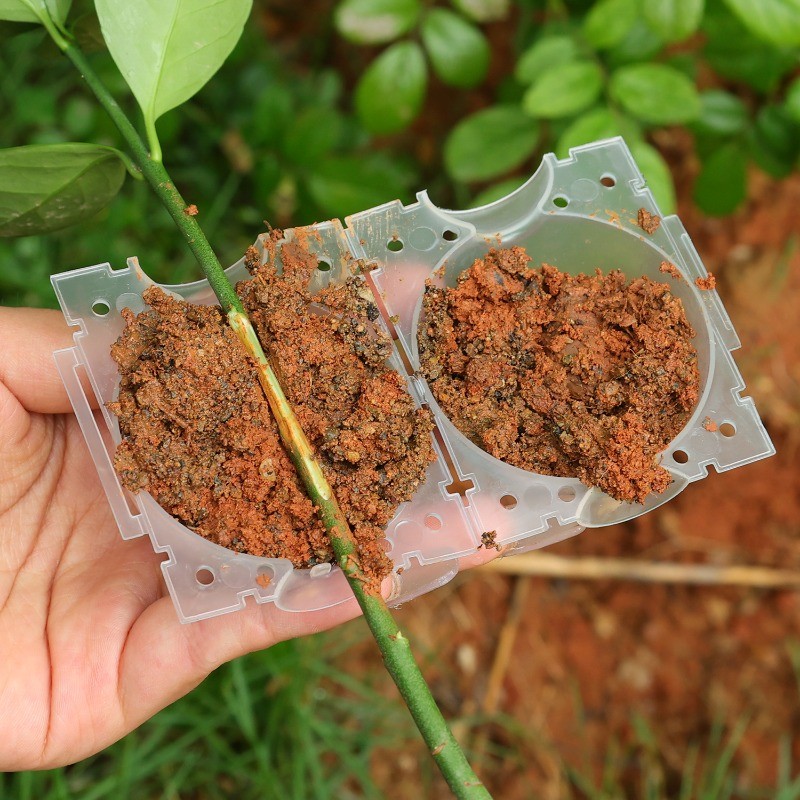 5Pcs Plant Rooting Balls Plastic High Pressure Graft Breeding Case ...