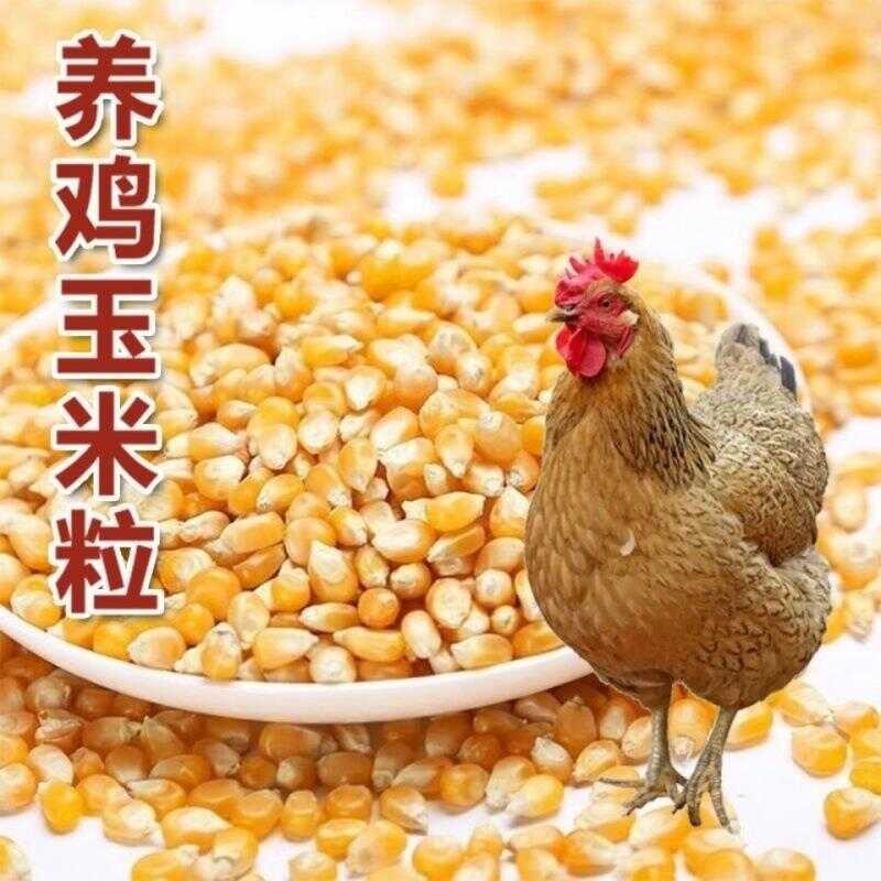 Farmhouse Dried Corn Kernels for Chicken Feed Corn Kernels Feed for ...