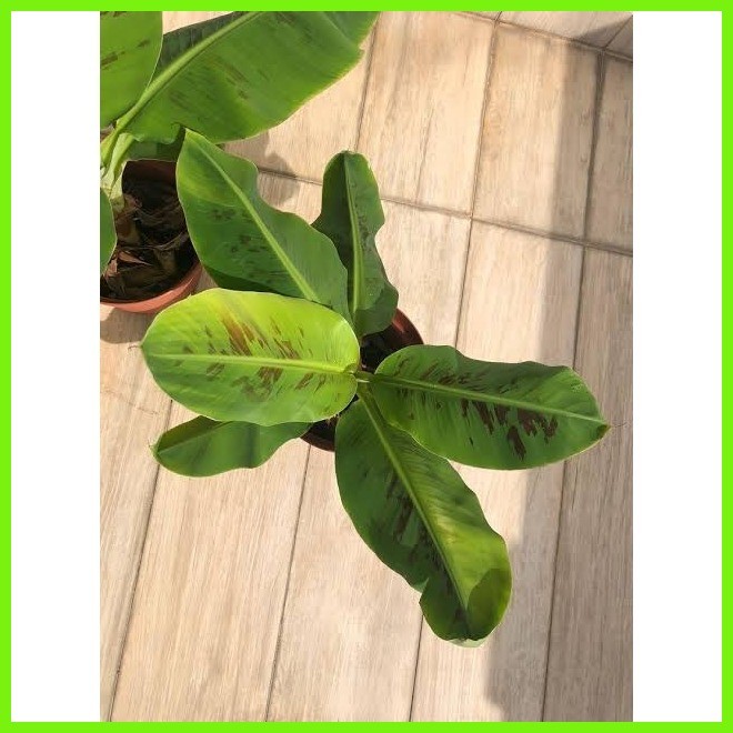 ☂ Dwarf Cavendish Banana seedlings Musa Acuminata AAA group Cavendish ...