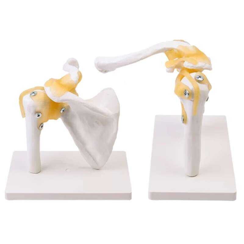 1 Functional Anatomical Human Anatomy Skeleton Shoulder Joint Bone ...