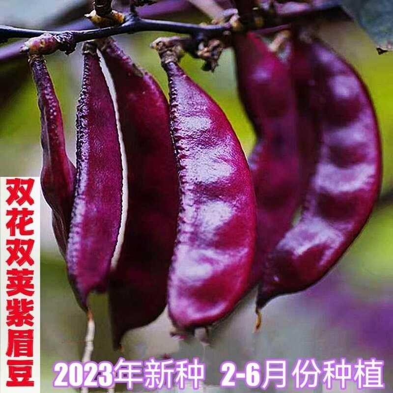 Purple Eyebrow Beans Red Hyacinth Beans Moon Beans Fresh Thick Beans ...