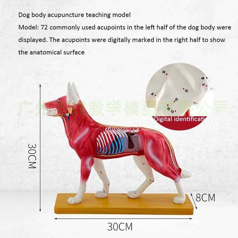 Animal Acupuncture Point Model Animal Anatomy Model Dog Body Anatomy ...