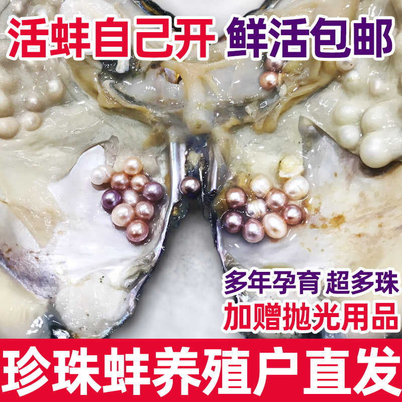 Natural Freshwater Pearl Clam Shell Live River Multiple Pearls Edison ...
