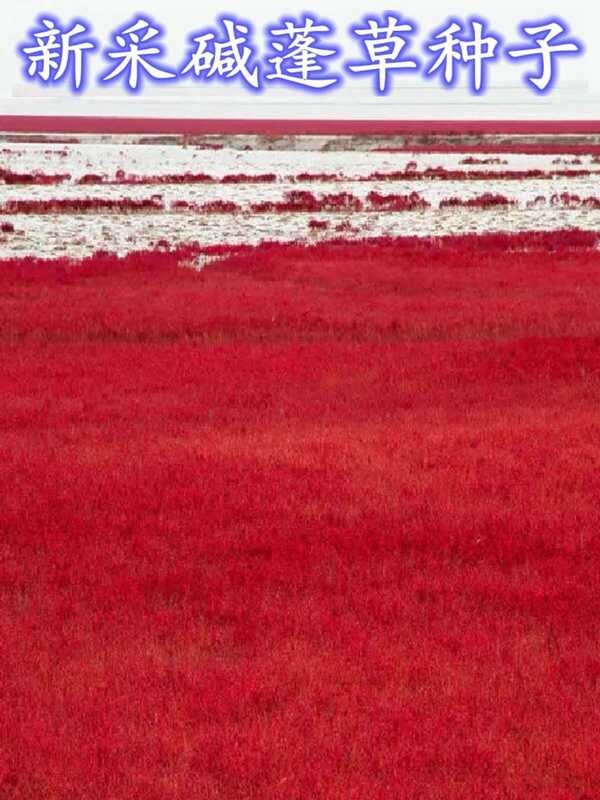 Suaeda seeds vegetable seeds cucumber seeds for planting Seeds Red ...