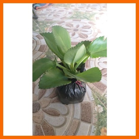 ♣ Katakataka (in polybag) | Shopee Philippines